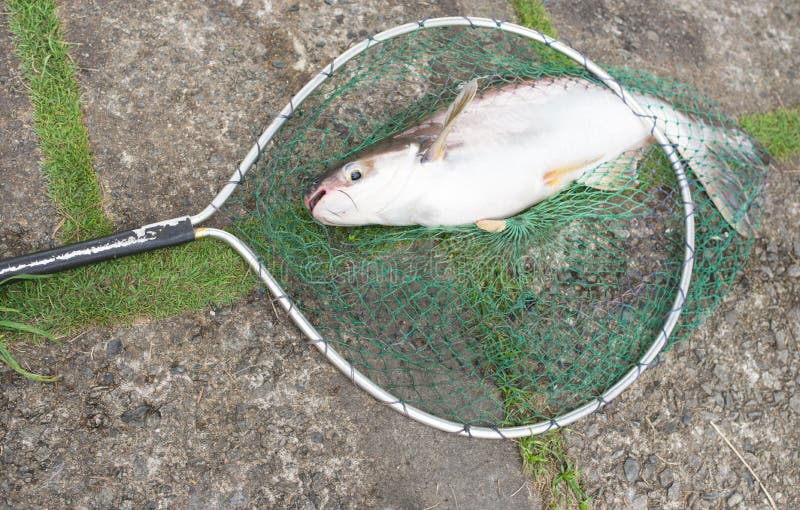 Caught Catfish stock photo. Image of hobby, leisure, outdoor - 32309336