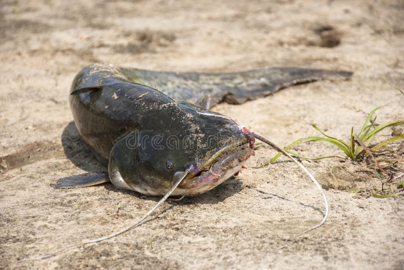 Caught Catfish on the Sand in Summer Stock Photo - Image of water ...