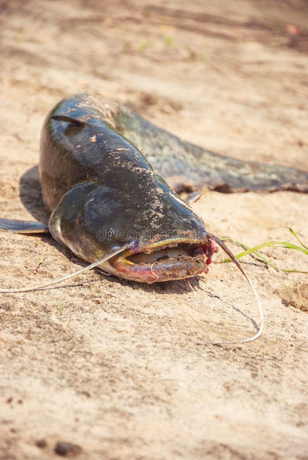 Caught Catfish on the Sand in Summer Stock Image - Image of mouth ...