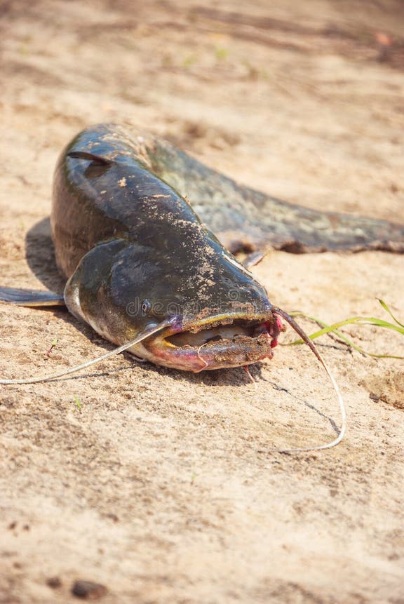 Caught Catfish on the Sand in Summer Stock Image - Image of mouth ...
