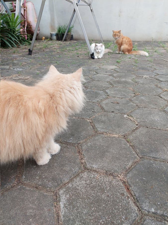 Caught Cheating in Plain Sight Stock Image - Image of nose, kitten ...