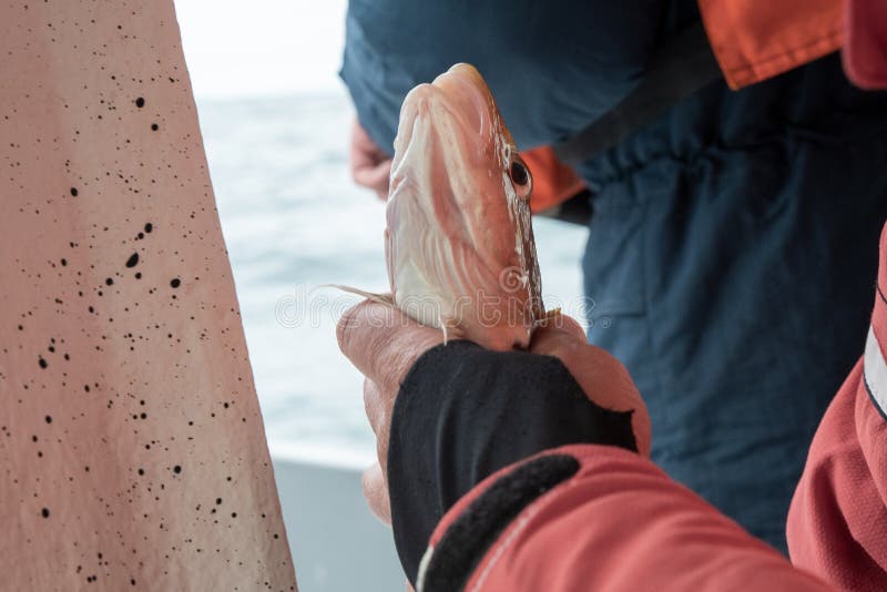 Caught Cod in Fisherman`s Hand Stock Photo - Image of water, animal ...