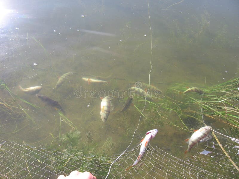 Caught Dead Fish Entangled in the Nets of Poachers of the River Stock ...