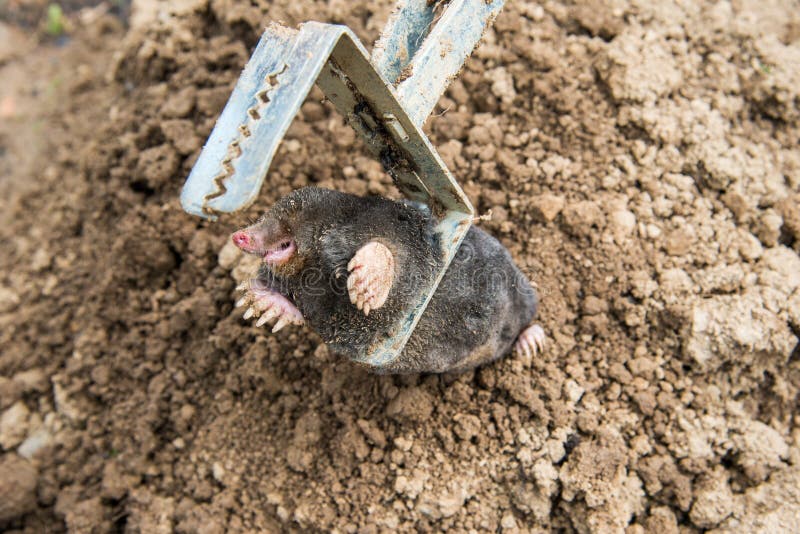 Trapped Mole Lying on the Mole Hill Stock Photo - Image of gardening ...