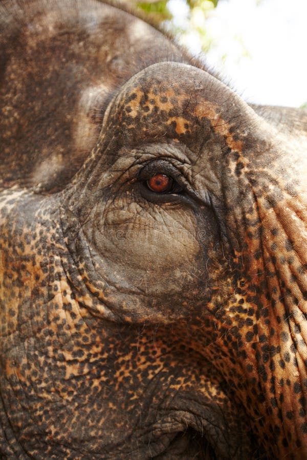 Caught in the Eye of Time. Closeup of a Large Thai Elephant Looking at ...
