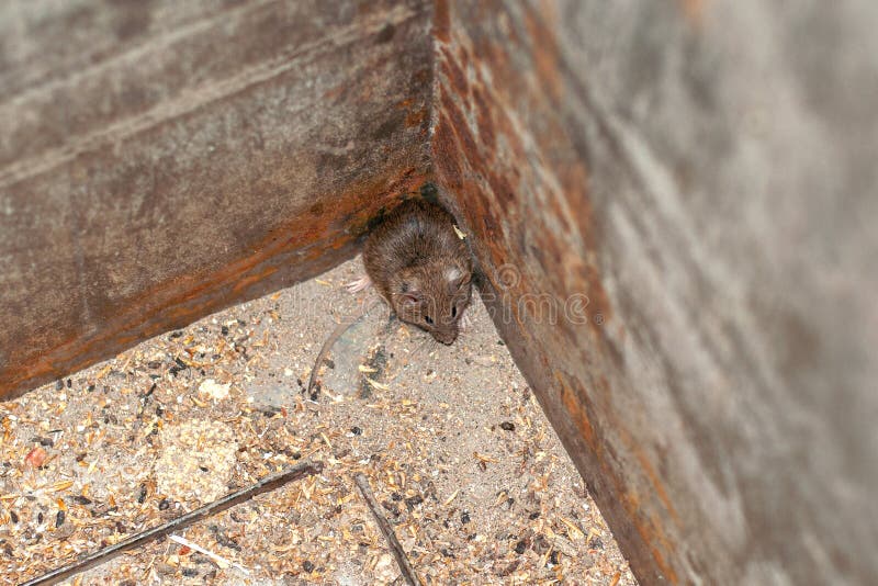 Caught a Field Mouse in a Metal Box is Trying To Get Out and Run Stock ...