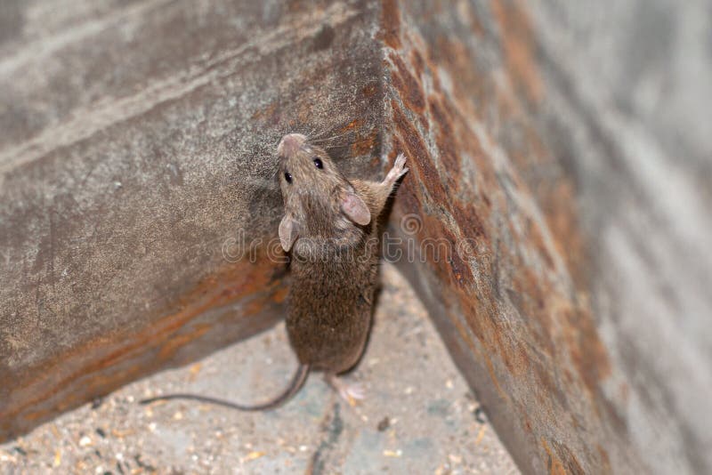 Caught a Field Mouse in a Metal Box is Trying To Get Out and Run Stock ...