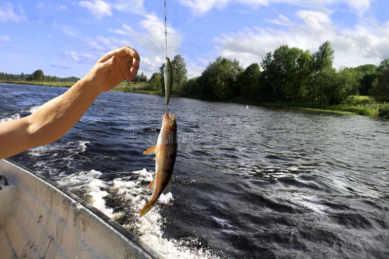 Caught fish stock photo. Image of ocean, boat, flying - 10267294