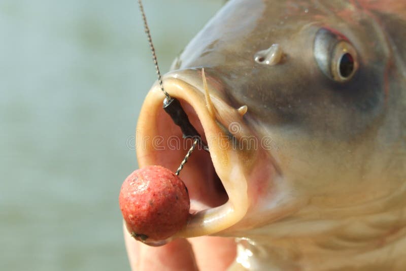 Caught fish stock photo. Image of outdoor, fishing, close - 11655486