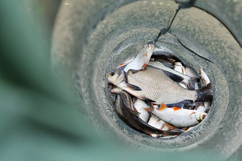 Caught fish stock photo. Image of horizontal, fish, river - 18931338