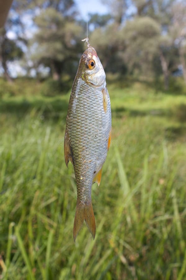 Caught fish stock photo. Image of line, summer, nature - 7160208