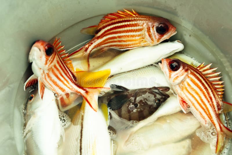 Reef Fish Size Hand Stock Photos - Free & Royalty-Free Stock Photos ...