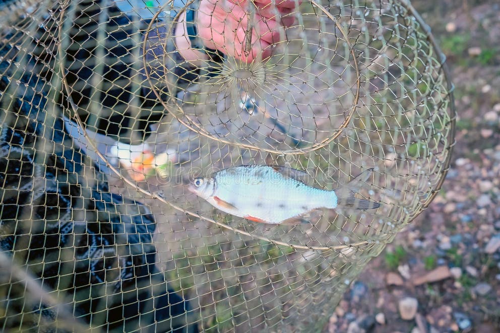 Caught fish in a cage stock image. Image of happy, grid - 95248227
