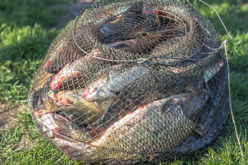 Caught fish in cages stock photo. Image of equipment - 41582724
