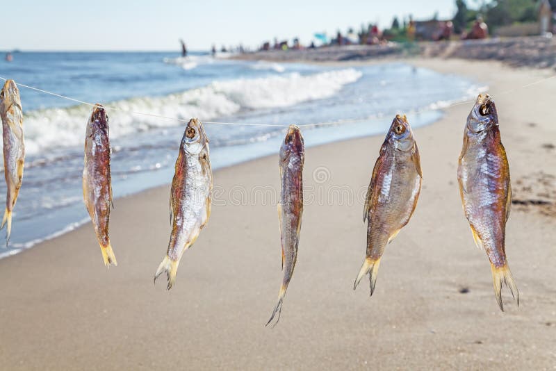Caught fish drying on rope stock image. Image of sunny - 56431343