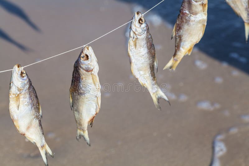 Caught fish drying on rope stock photo. Image of fish - 56431872