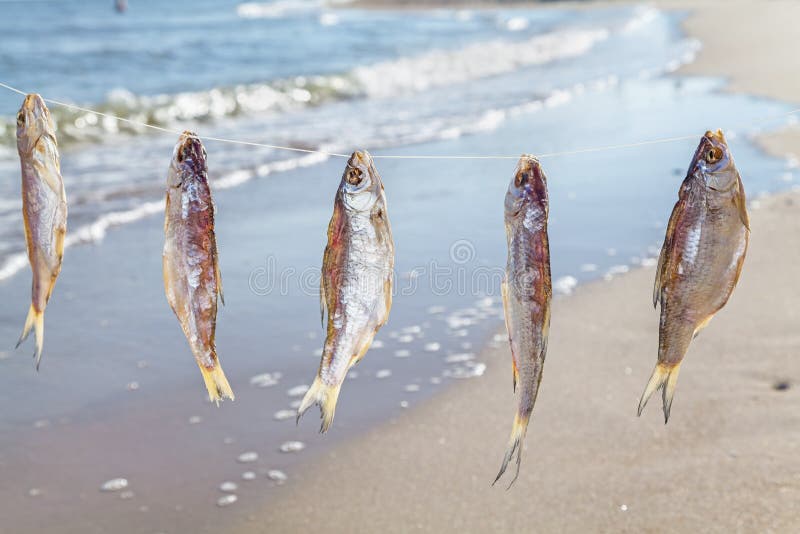 Caught fish drying on rope stock photo. Image of multiple - 56431892