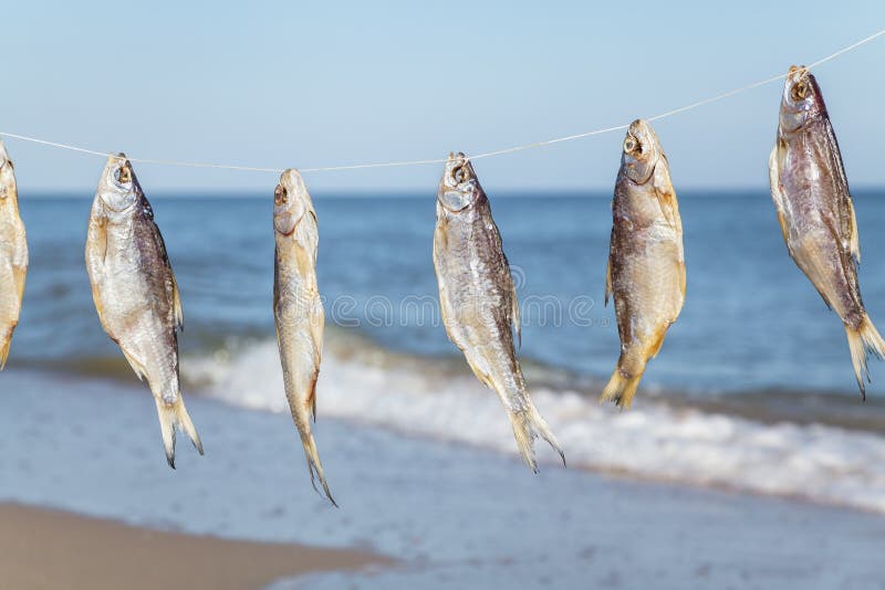 Caught fish drying on rope stock photo. Image of drying - 56432034
