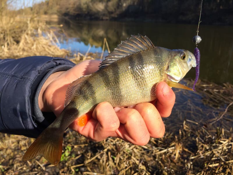 Caught fish stock image. Image of nature, bass, rainbow - 54491057