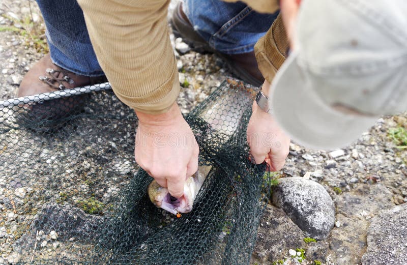 Caught fish - fishery stock image. Image of trout, caught - 82986047