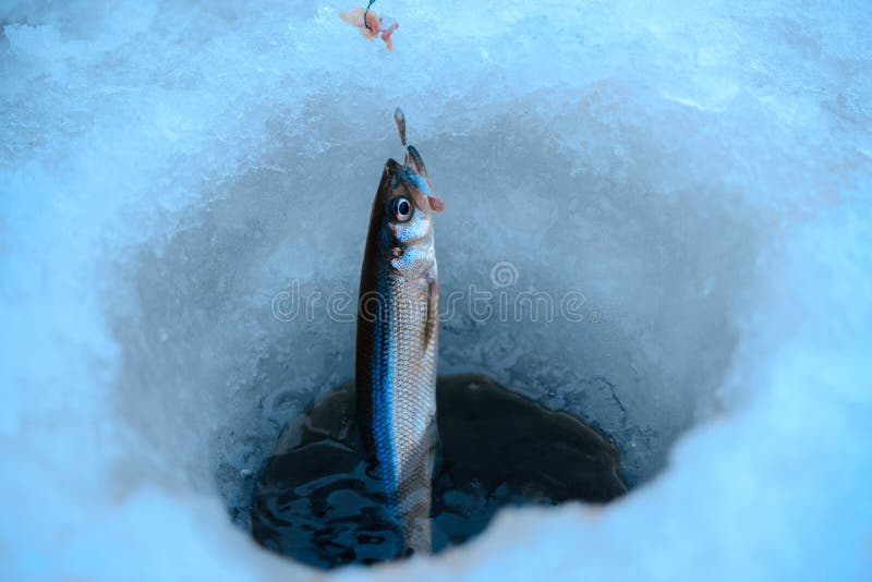 The Caught Fish is in the Fishing Hole, the Close-up Stock Photo ...