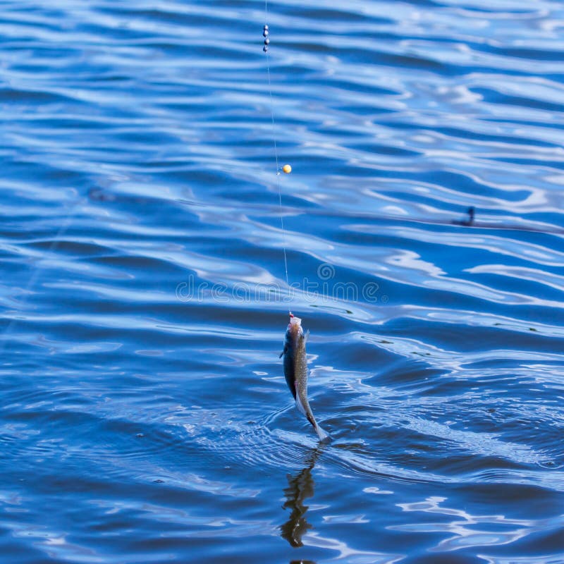 2,451 Caught Fish Line Stock Photos - Free & Royalty-Free Stock Photos ...