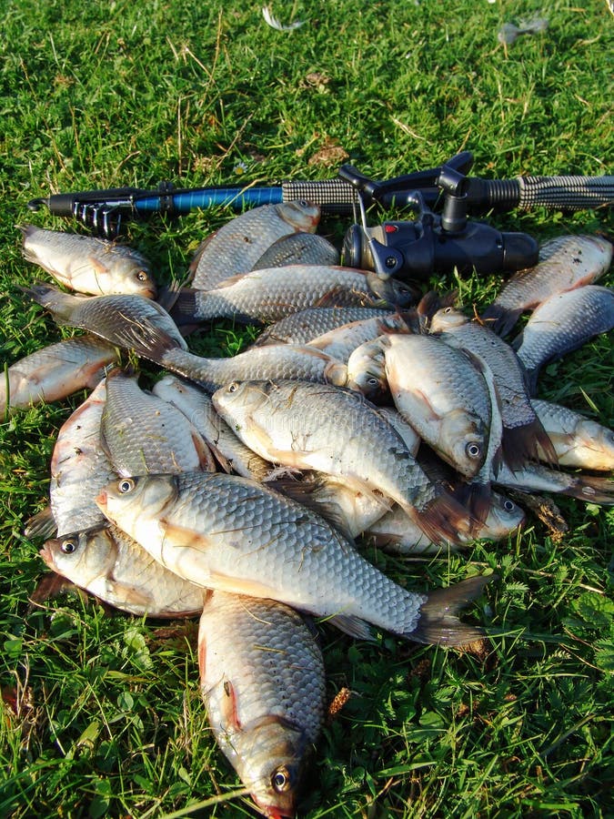 Caught Fish and Fishing Rod Lying on the Grass Stock Image - Image of ...