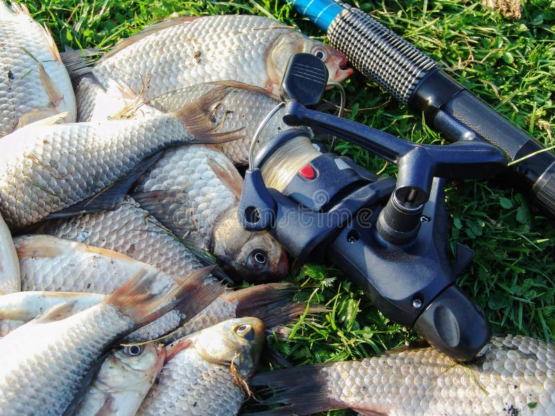 Caught Fish and Fishing Rod with Reel Lying on the Grass Stock Image ...