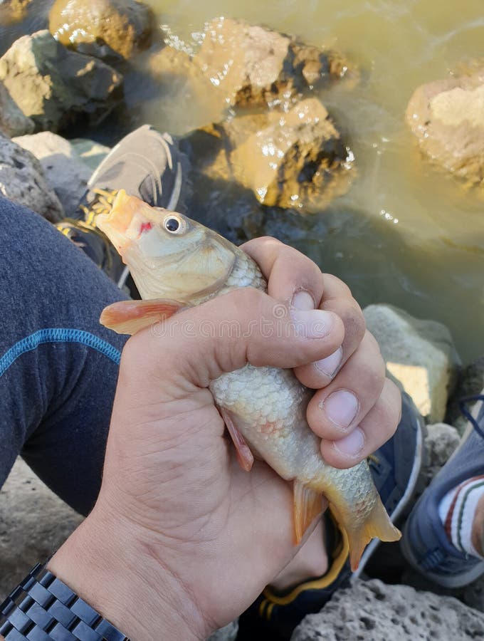 Caught Fish in a Guy Hand and His Girlfriend Hands Reach Out To Touch ...