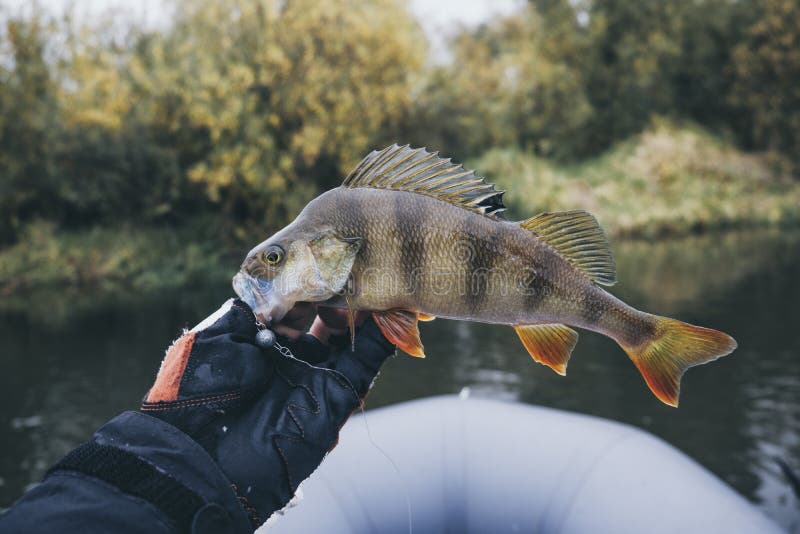 Caught Fish in the Hand of an Angler Stock Photo - Image of fisherman ...