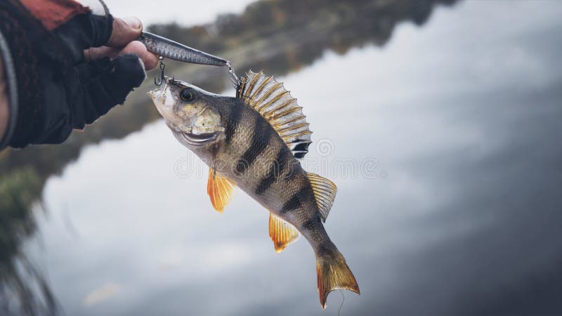 Fish in angler hand. Pike stock image. Image of leisure - 190042045