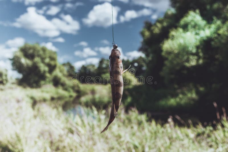 Caught Fish Hanging on a Hook/caught Fish Perch Hanging on the Hook ...