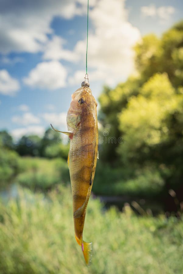 Caught Fish Hanging on a Hook/caught Fish Perch Hanging on the Hook ...