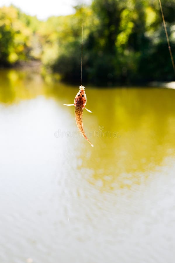 The Caught Fish Hangs on a Spinning Over Water Stock Photo - Image of ...