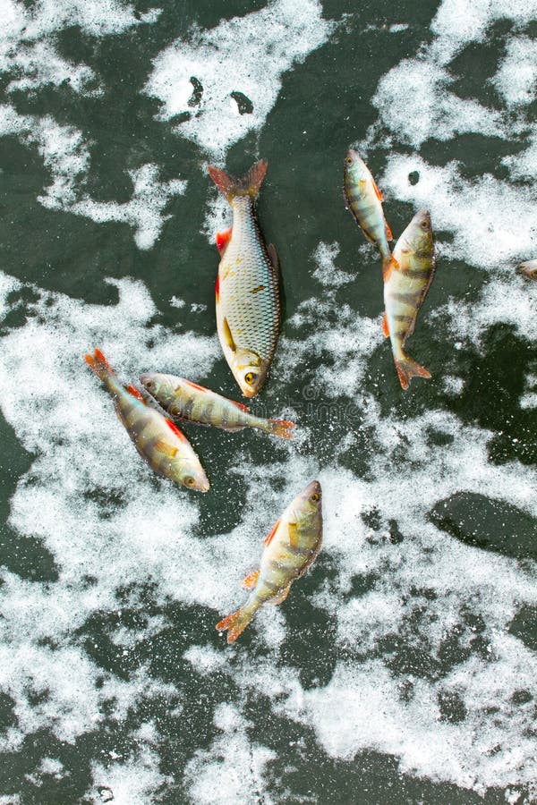 Caught fish on ice stock photo. Image of frozen, fishing - 59980600