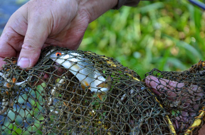 Caught fish stock photo. Image of fisher, fresh, capture - 52224506