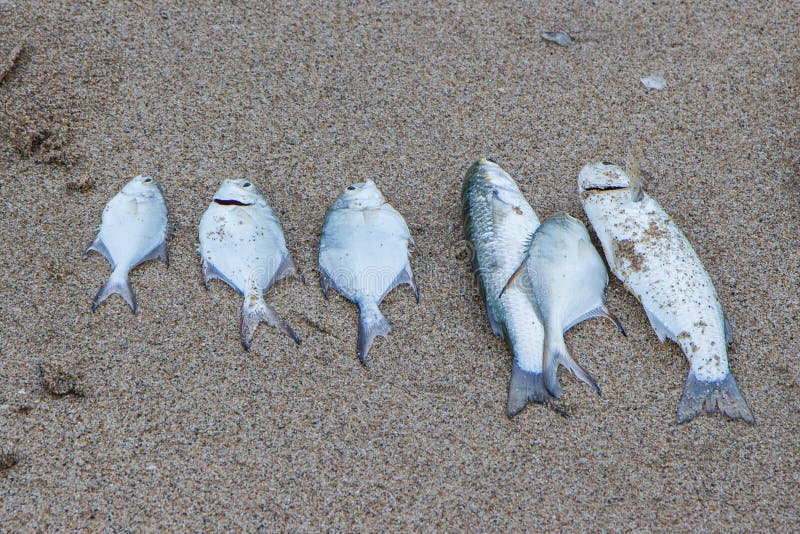 Caught Fish Lying on the Sand Stock Photo - Image of sand, little: 62428372