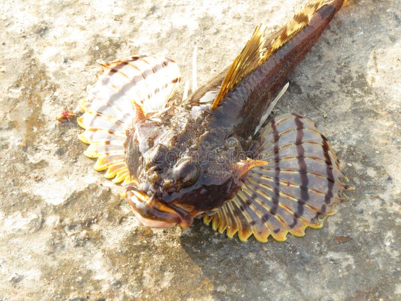 Caught Fish Showed Beautiful Fins Stock Photo - Image of caught, fins ...