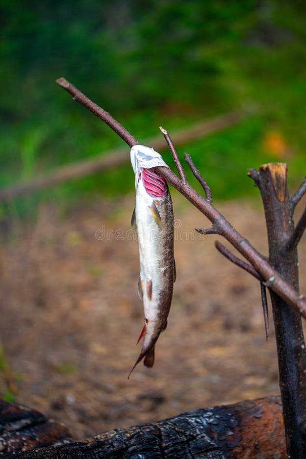 Caught Fish Taimen on Kukan Next To the Fire. Cooking Fish Soup Stock ...