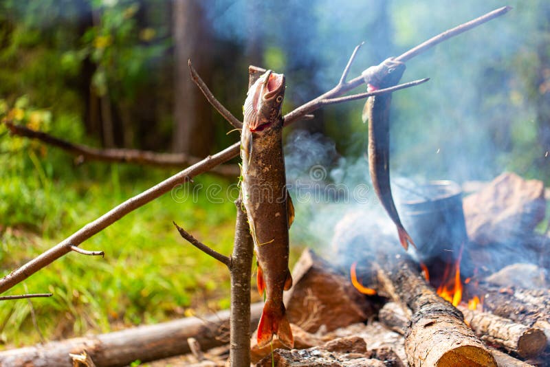 Caught Fish Taimen on Kukan Next To the Fire. Cooking Fish Soup Stock ...