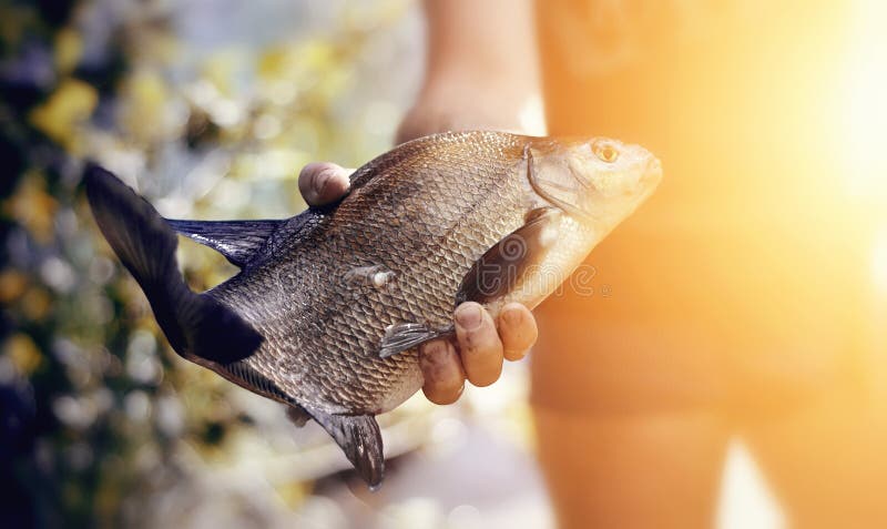 Caught fish stock image. Image of ingredient, angler - 92046839