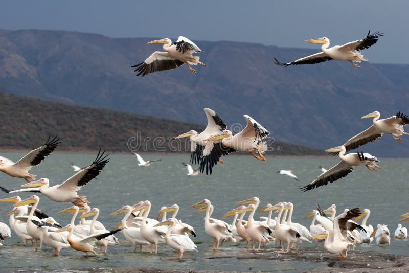 Caught by the flying stock image. Image of destination - 5102545