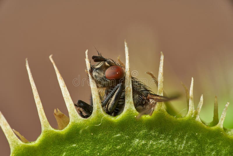 Caught in the flytrap stock photo. Image of dying, insect - 304843520