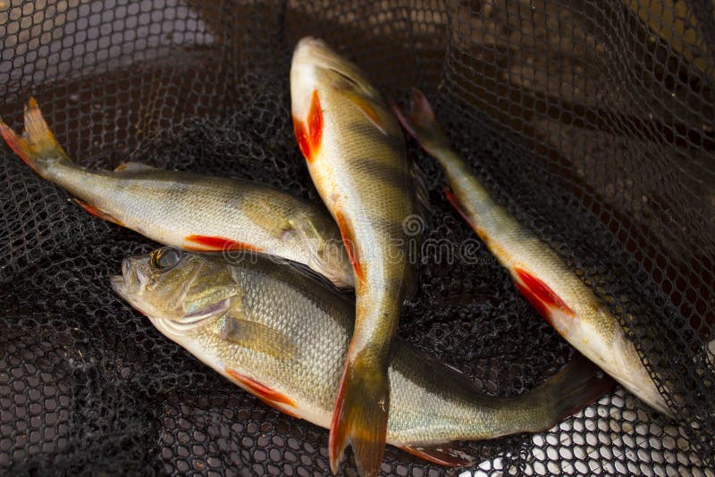 Caught Four Perch on Spinners at Nets Stock Image - Image of hand ...