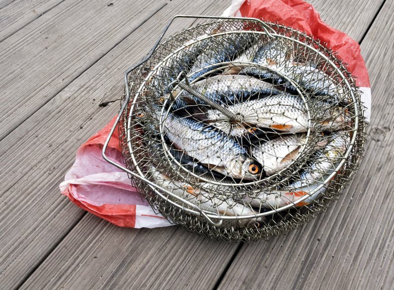 Caught Fresh Fish in a Metal Cage Stock Photo - Image of live, creel ...