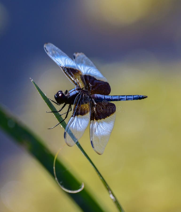 Male Widow Skimmer on Plant with Blurred Background Stock Photo - Image ...