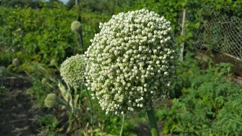 Caught Jackdaw in the Human Hands. Crow in Human Hands. Stock Image ...