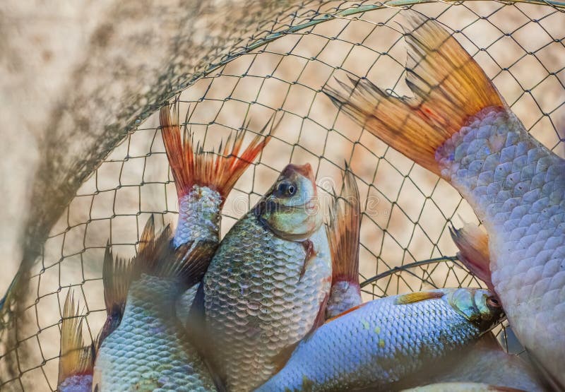 Caught, Live, Freshly Caught River Fish from the Pond. Stock Photo ...