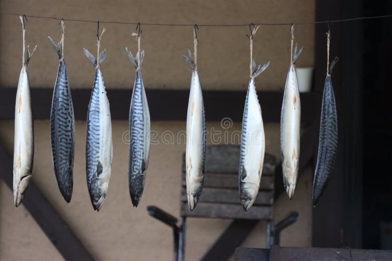 Drying Caught Fish on the Beach Stock Image - Image of processing ...