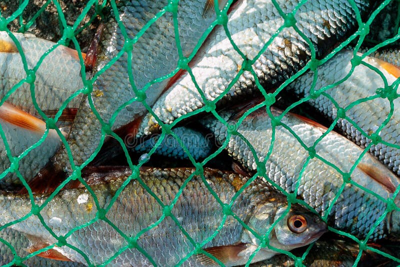 Fishing - Live Fish Caught In The Net Stock Image - Image of catch ...